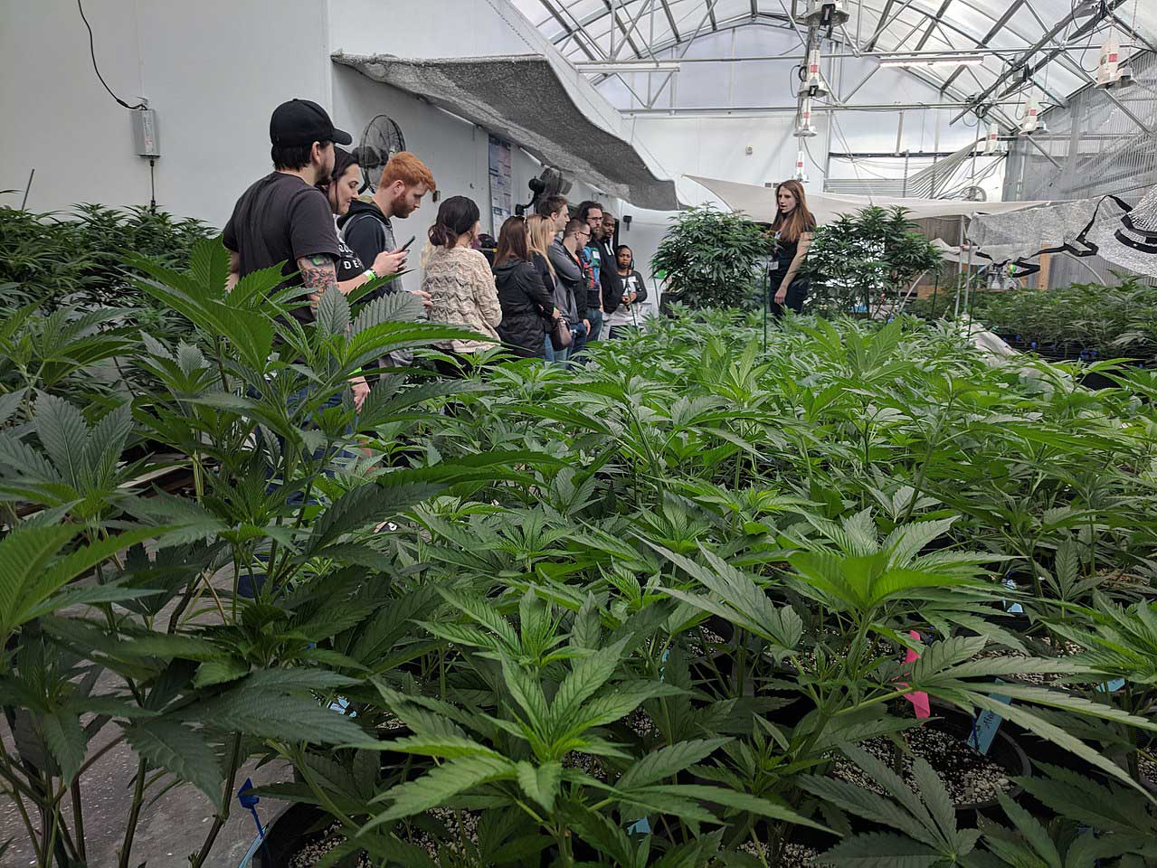 Investeerders in de rij voor legale cannabis: 'Wiet is de nieuwe ... Investeerders in de rij voor legale cannabis: 'Wiet is de nieuwe ...